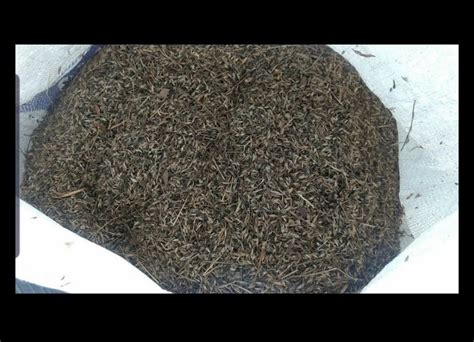 Natural Stylo Hamata Grass Seeds Packaging Type Pp Bag Packaging