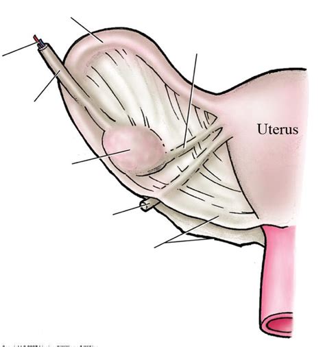 Diagram Of Reproduction Block Quizlet