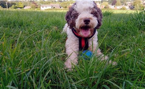 Cockapoo Quiz Is A Cockapoo Right For You Cockapoo Pride