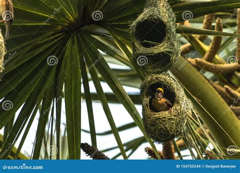 Nests Of A Baya Weaver Colony Suspended From A Palm Tree India Royalty