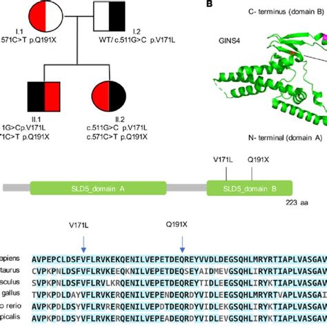 Identification Of Compound Heterozygous Variants In The Gins4 Gene By
