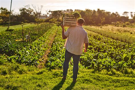 농장에서 일하는 동안 갓 수확 한 채소로 가득 찬 상자를 들고 있는 인식할 수없는 남자의 샷 25 29세에 대한 스톡 사진 및 기타 이미지 Istock