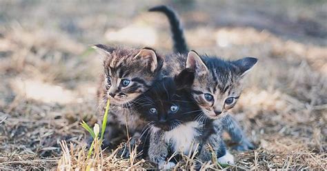 Their First Time Outside Imgur