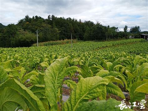 宜昌五峰黄金叶铺筑土家农民致富路 长江云 湖北网络广播电视台官方网站