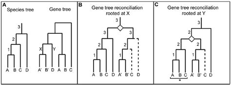gene tree reconciliation process reconciling a gene tree with a download scientific diagram