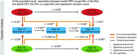 Associations Between The Lateral And Medial Orbitofrontal Cortex Ofc Download Scientific