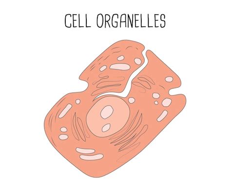 Premium Vector Cell Organelles Vector Illustration