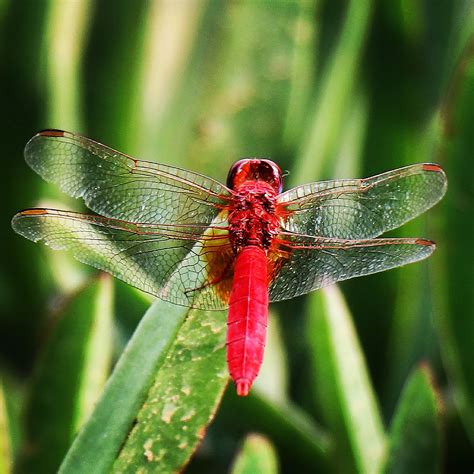 Libellule Rouge Aile Photo Gratuite Sur Pixabay Pixabay