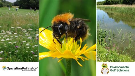 Operation Pollinator Syngenta Ornamentals Australia And New Zealand
