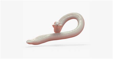 Nematode Roundworm Parasite Anatomy 3d Incl Biology And Dorylaimea Envato