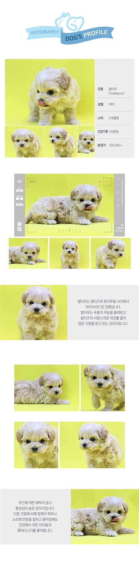 말티푸 허스키 부산포메라니안분양 비숑분양 대구강아지무료분양 말티푸성견 대구말티즈분양 믹스견 포매라니안 빅토리아펫 강아지분양 펫샵