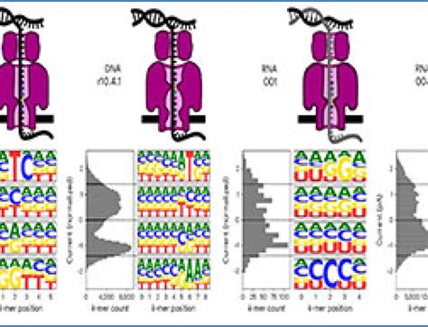 A Protocol For Visual Analysis Of Alternative Splicing In Rna Seq Data