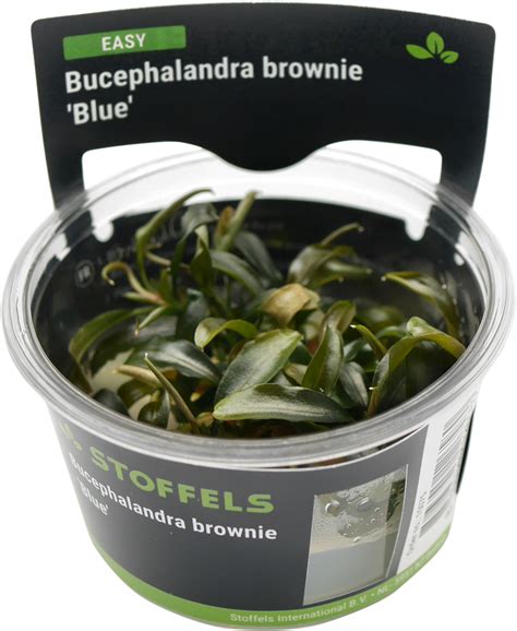 Bucephalandra Brownie ‘blue Stoffels Saturn Shrimp