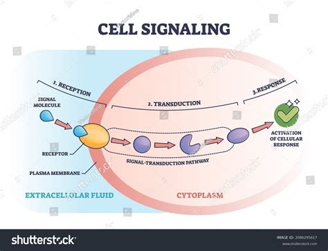 Signal Transduction Pathway Diagram