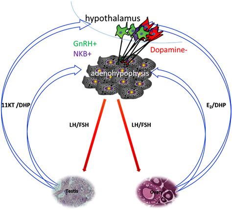 Schematic Diagram Displaying Hpg Axis In Fish Schematic Diagram