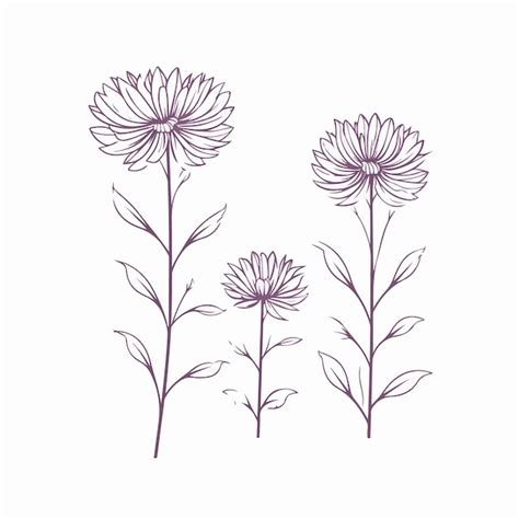 Premium Vector Elegant Aster Illustrations In Outline Style Perfect