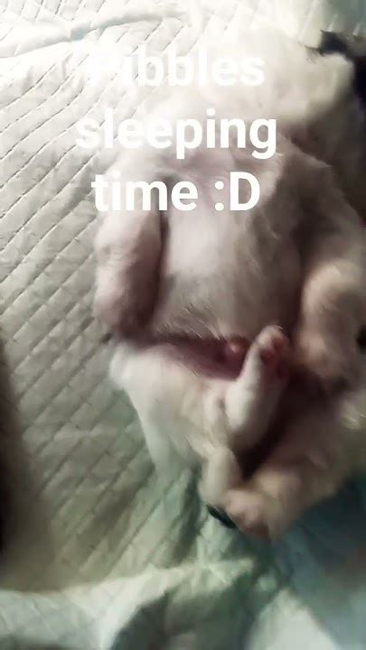 Pibbles So Cute 3 Youtube