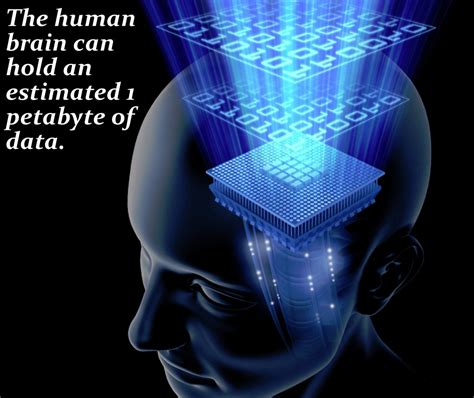 Brain Memory Storage