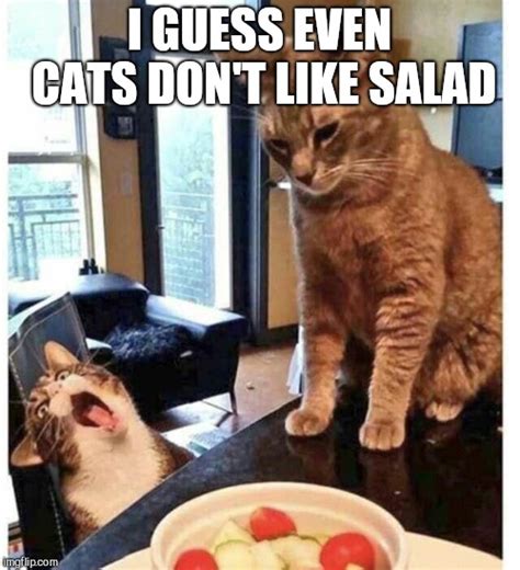 Salad Cat Meme Explained At Valerie Lemmons Blog