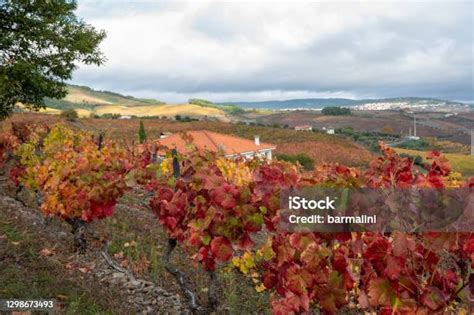 포르투갈의 세계에서 가장 오래된 와인 지역인 포르투갈의 도우로 계곡에서 가장 오래된 포도 덩굴은 계단식 포도원에서 자라며 레드 화이트 및 포트 와인을 생산합니다 0명에 대한