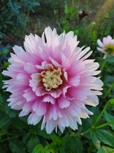 Chilsons Pride Lantzville Flowers