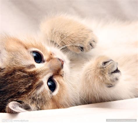 猫咪摄影图 家禽家畜 生物世界 摄影图库 昵图网