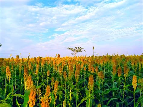 Beautiful Jowar Free Photo On Pixabay Pixabay