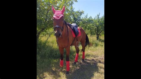 VLOG. Бинты и ушки для лошади.Bandages and ears for the horse. - YouTube