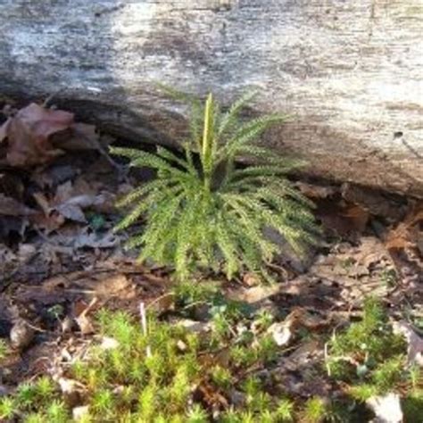 Native New England Plants In Our Woodland Garden HubPages