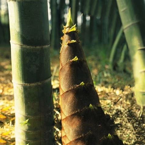 Green Moso Bamboo Seeds Edible Bamboo Shoots Garden Outdoor Plant About