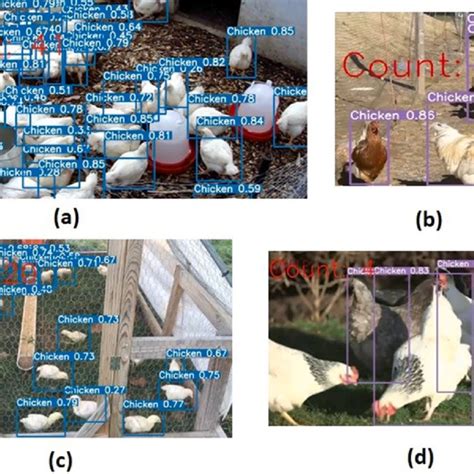 Sample Results Showing The Detection And Counting Of Chickens From The