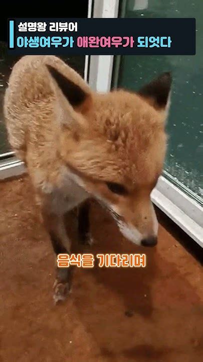 야생의 여우가 애완여우가 되었습니다 Youtube