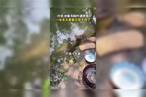 女子池塘洗碗时遇一米多长的鳄鱼吓一大跳 周围居民已经见怪不怪了 鳄鱼：我不要面子的遇一鳄鱼米多