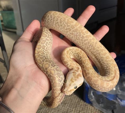 Freshly Shed Paradox Hypo Granite Burmese Python Rsnakes
