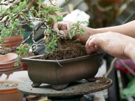 15 Bonsai Tree Care Secrets For Beginners And How To Avoid Mistakes