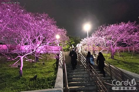 平菁街櫻花捎來春意 樂活夜櫻季美到228 beanfun