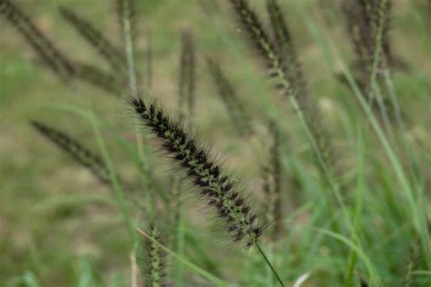 「エノコログサ」に似ているが 三題噺：馬・カメラ・python