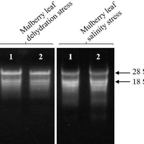 Denaturing Agarose Gel Stained With Ethidium Bromide Showing Total Rna Download Scientific
