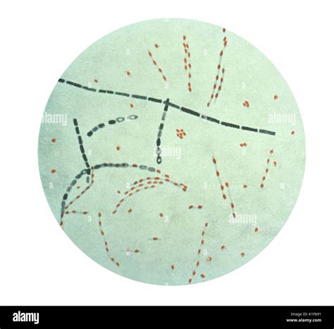 Bacillus Anthracis From Agar Culture Photomicrograph Of Bacillus Anthracis From An Agar Culture