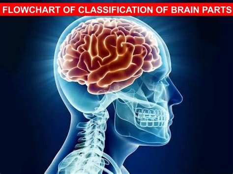 BRAIN Structure And Its Function Class PPTX Brain And Nervous System Disorders