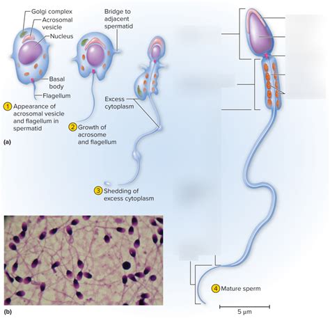 Sperm Cell Diagram Quizlet