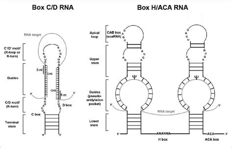 Structures Of Box C D And H Aca Rnas A Secondary Structure Of A Download Scientific Diagram
