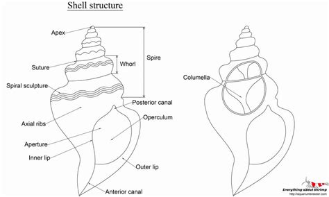 Snails External Anatomy Shrimp And Snail Breeder