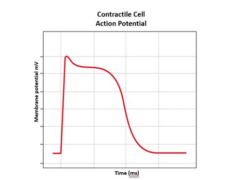 Action Potential Of Contractile Cell Quiz