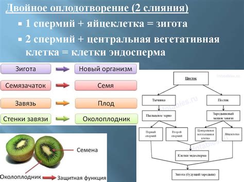Размножение растений - презентация онлайн
