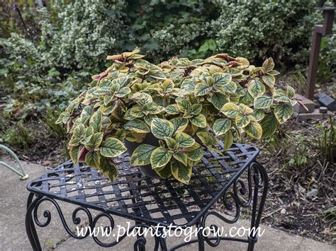 Guacamole Plectranthus Plectranthus Plants To Grow Plants