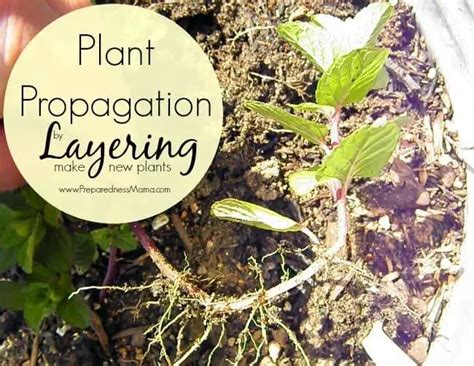 Plant Propagation By Layering PreparednessMama