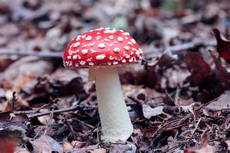 숲 바닥에서 자라는 플라이 버섯이나 두꺼비 도구 갈색과 오렌지색 단풍 버섯 증기와 흰색 해리 점 아마니타 무스카리아가 있는 붉은 모자를 바라보는 사이드뷰 두꺼비에 대한 스톡