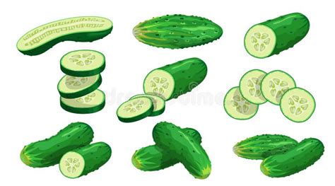 Cucumbers Set Whole Halved Sliced Cucumbers Fresh Green Cucumbers