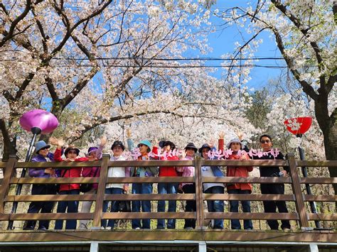 [청바지]시니어 주민모임 회원분들과 대청호에 벚꽃 놀이를 다녀왔습니다 중리종합사회복지관